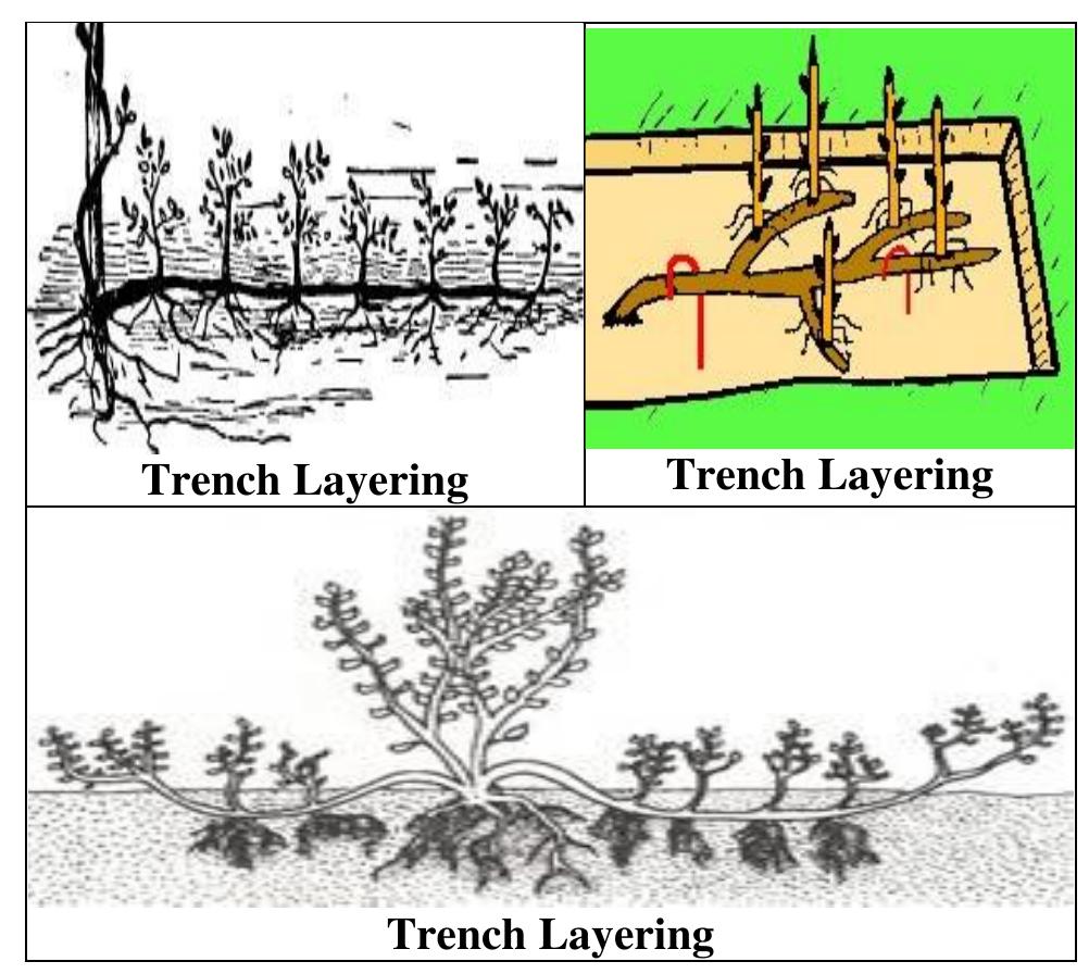 (PDF) Vegetative methods of plant propagation: I- cutting layering and ...