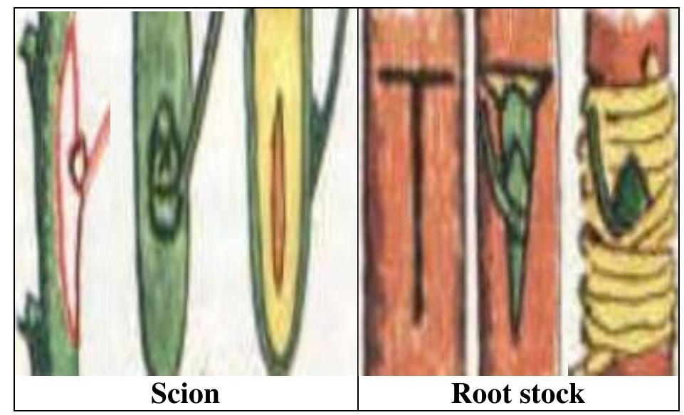 3: chip budding fig 4.1: t/shield budding