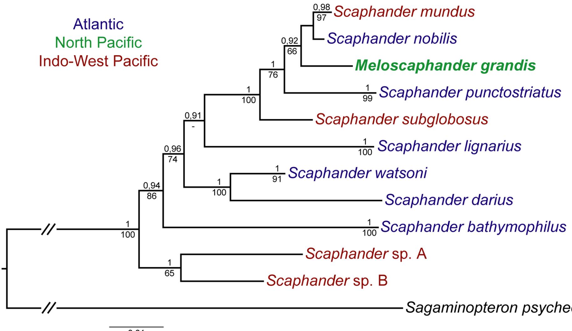 Bayesian phylogenetic tree of the family scaphandridae based