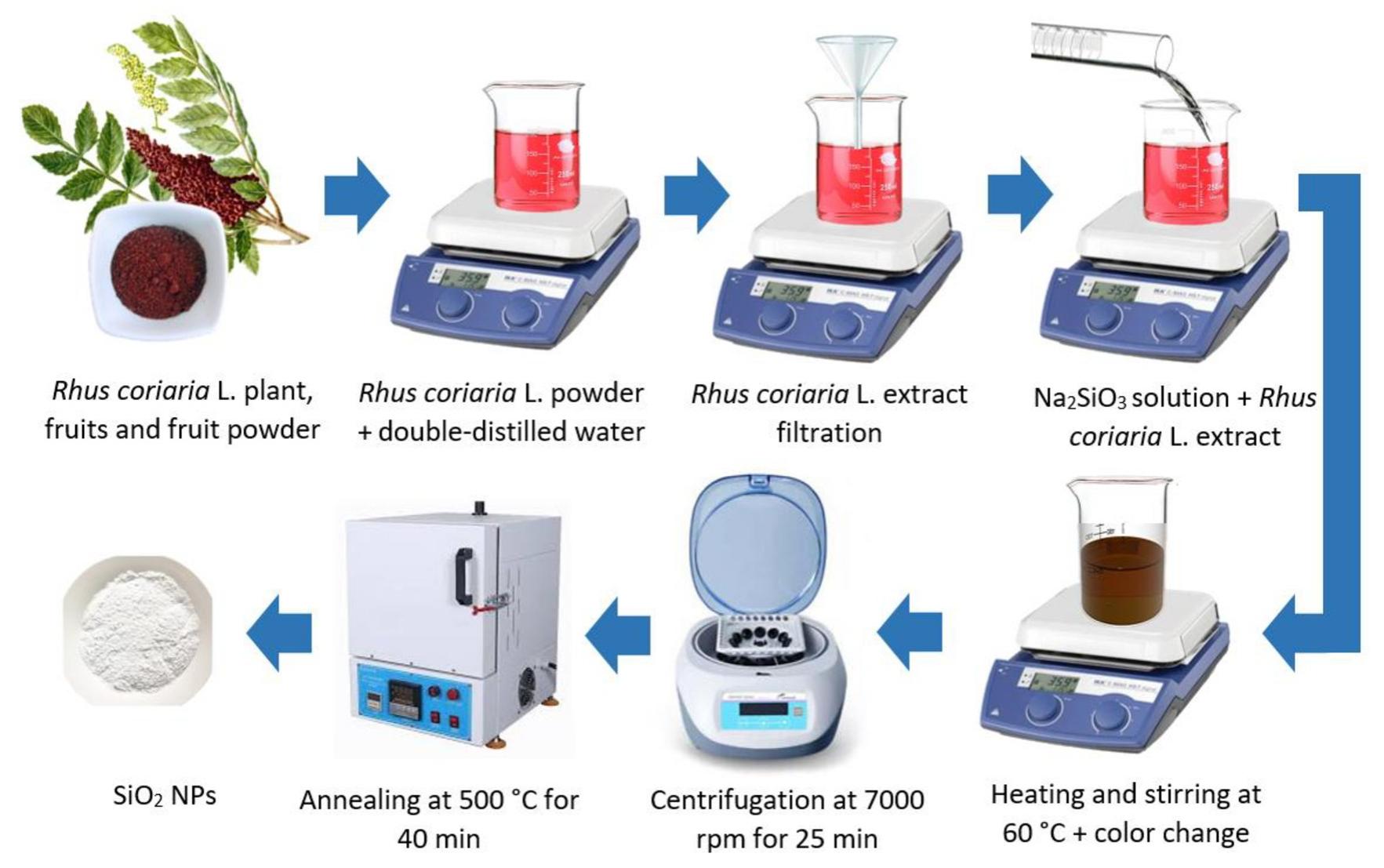 Schematic diagram of the green synthesis process of sio. nps