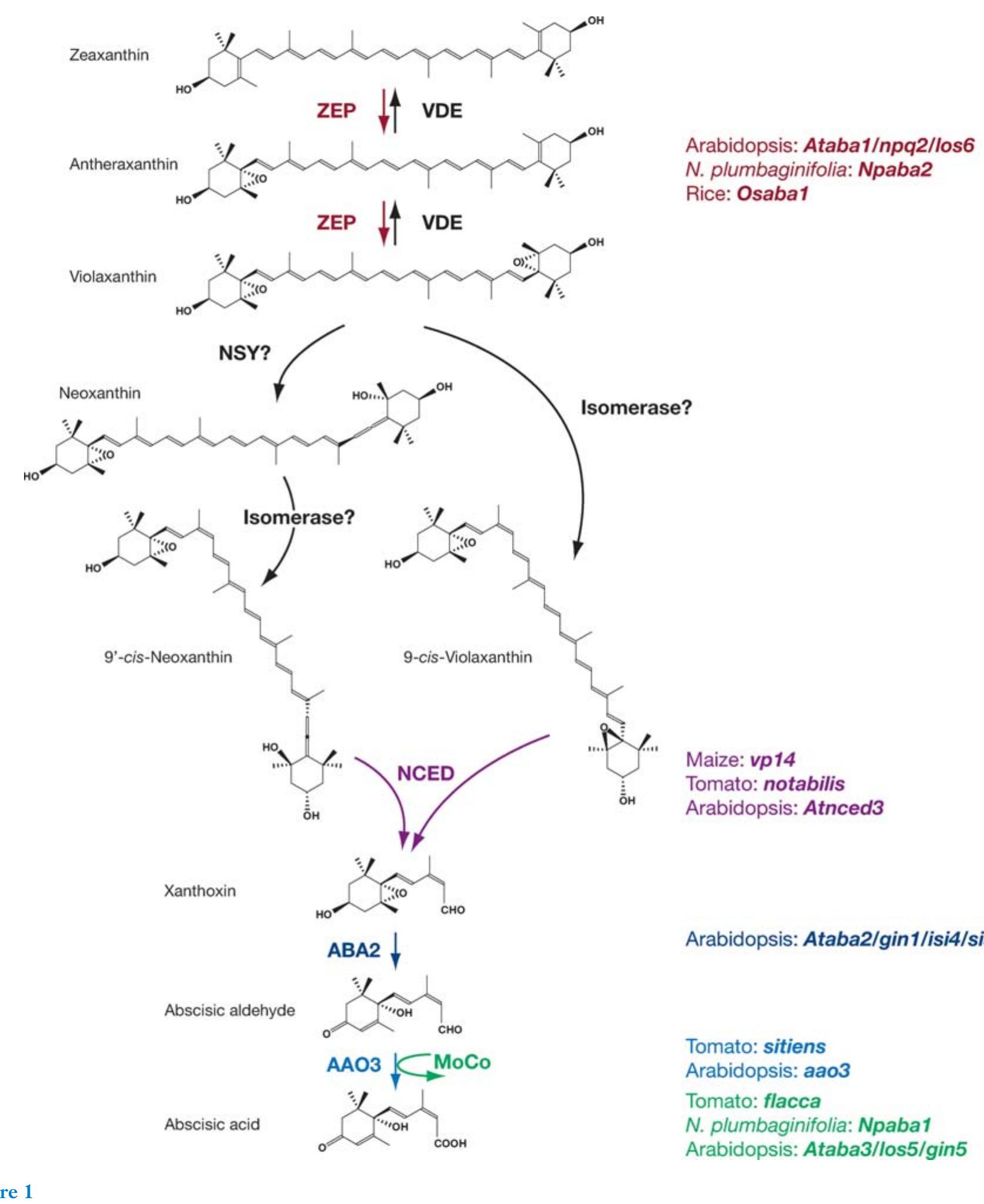 Figure 1 - from Abscisic Acid Biosynthesis and Catabolism
