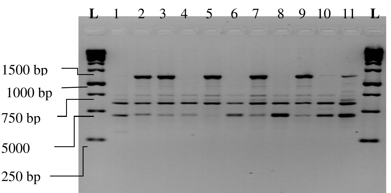 5. issr dna banding patterns of kikuyu grass with primer