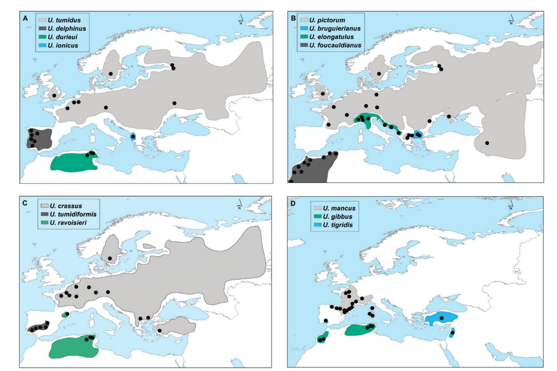 Figure 2 - from Species boundaries, geographic distribution