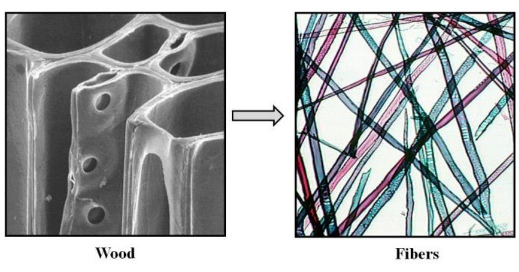 In pulping process wood is converted to fibers (fig. 6) ie
