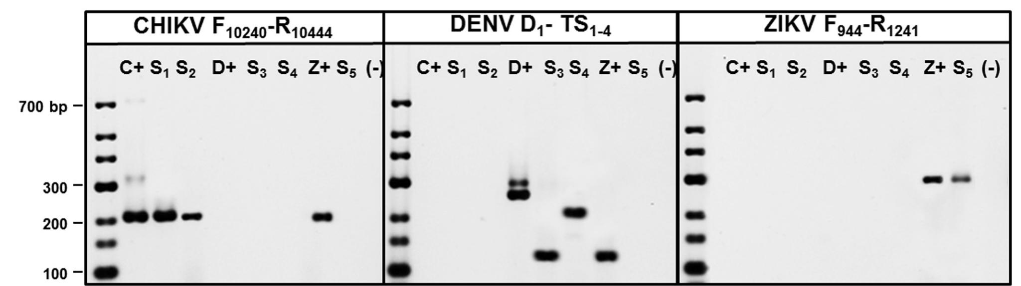 Arbovirus nested pcr specificity test. agarose gel analysis