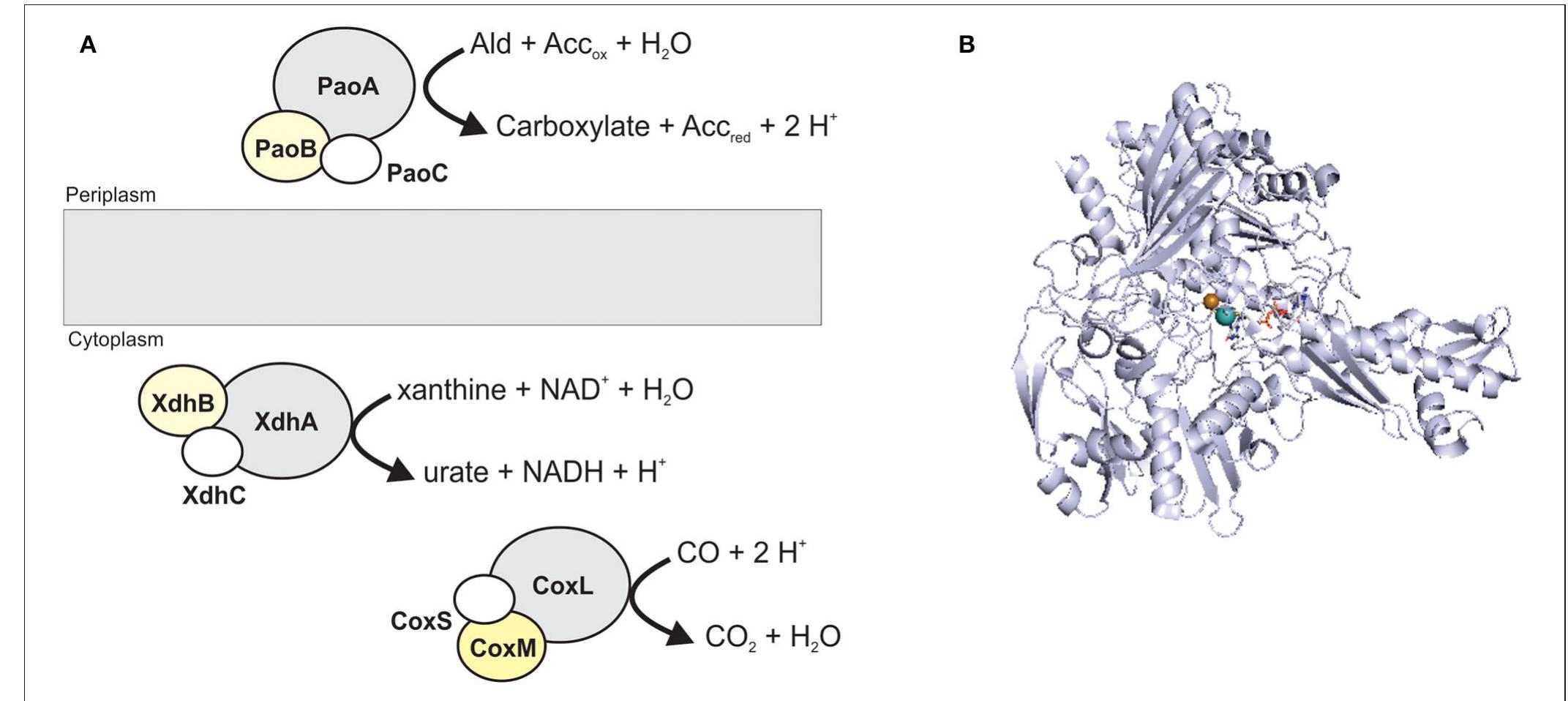 | the structure and location of typical xo family enzymes.