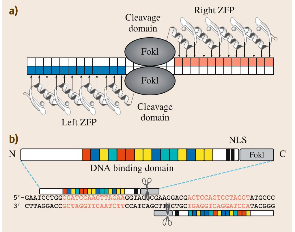 2a,b schematic presentation of recognition end cleavage by