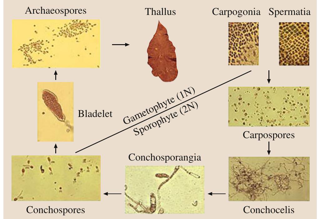 3 life cycle of porphyra