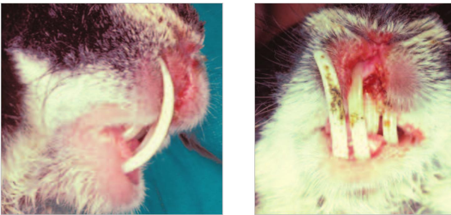 A rabbit with severe incisor malocclusion. note the soft
