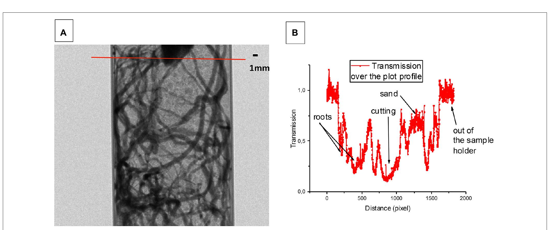 | neutron radiography of grapevine root and sand in an