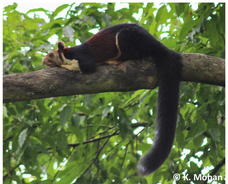 Image 1. the indian giant squirrel ratufa indica maxima sa