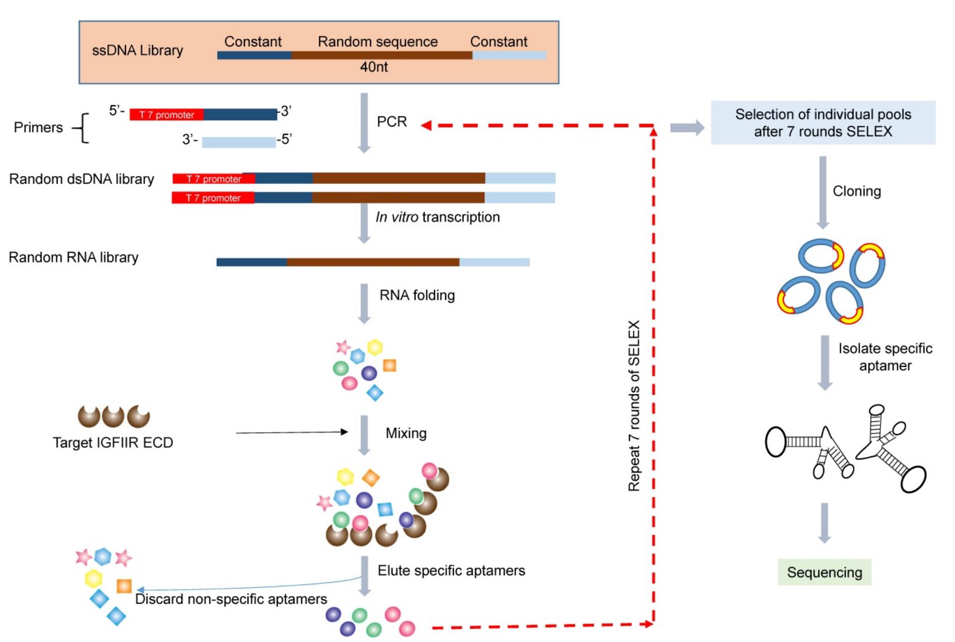 Schematic diagram of the rna aptamer selection using selex.
