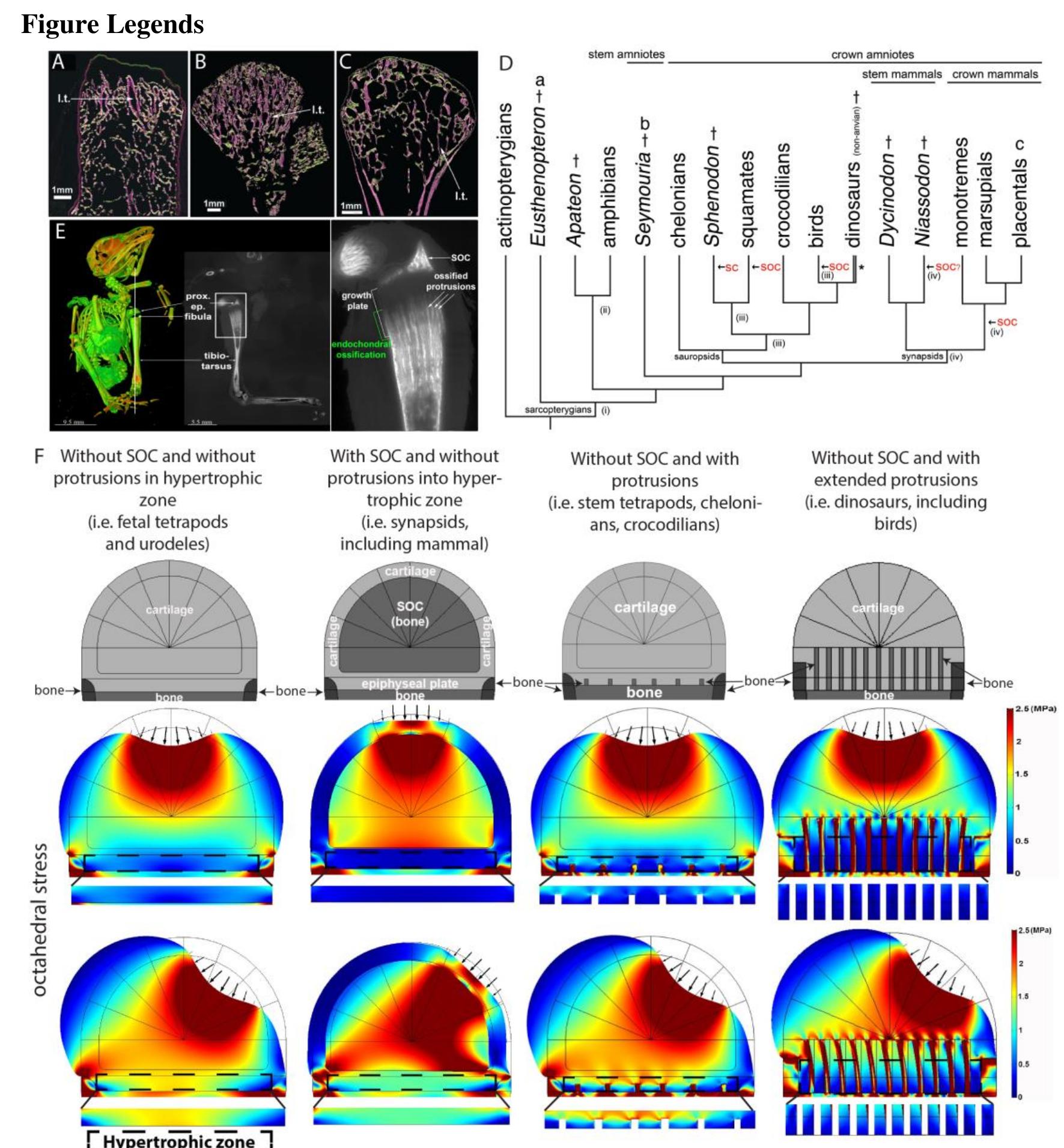 Ek ov. a-c) the proximal humeral metaphyses of