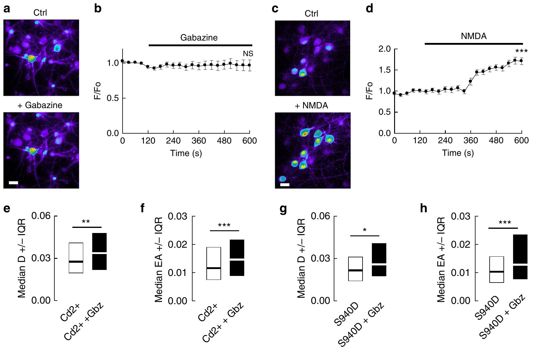 Voltage gated ca** channels and $940 dephosphorylation do