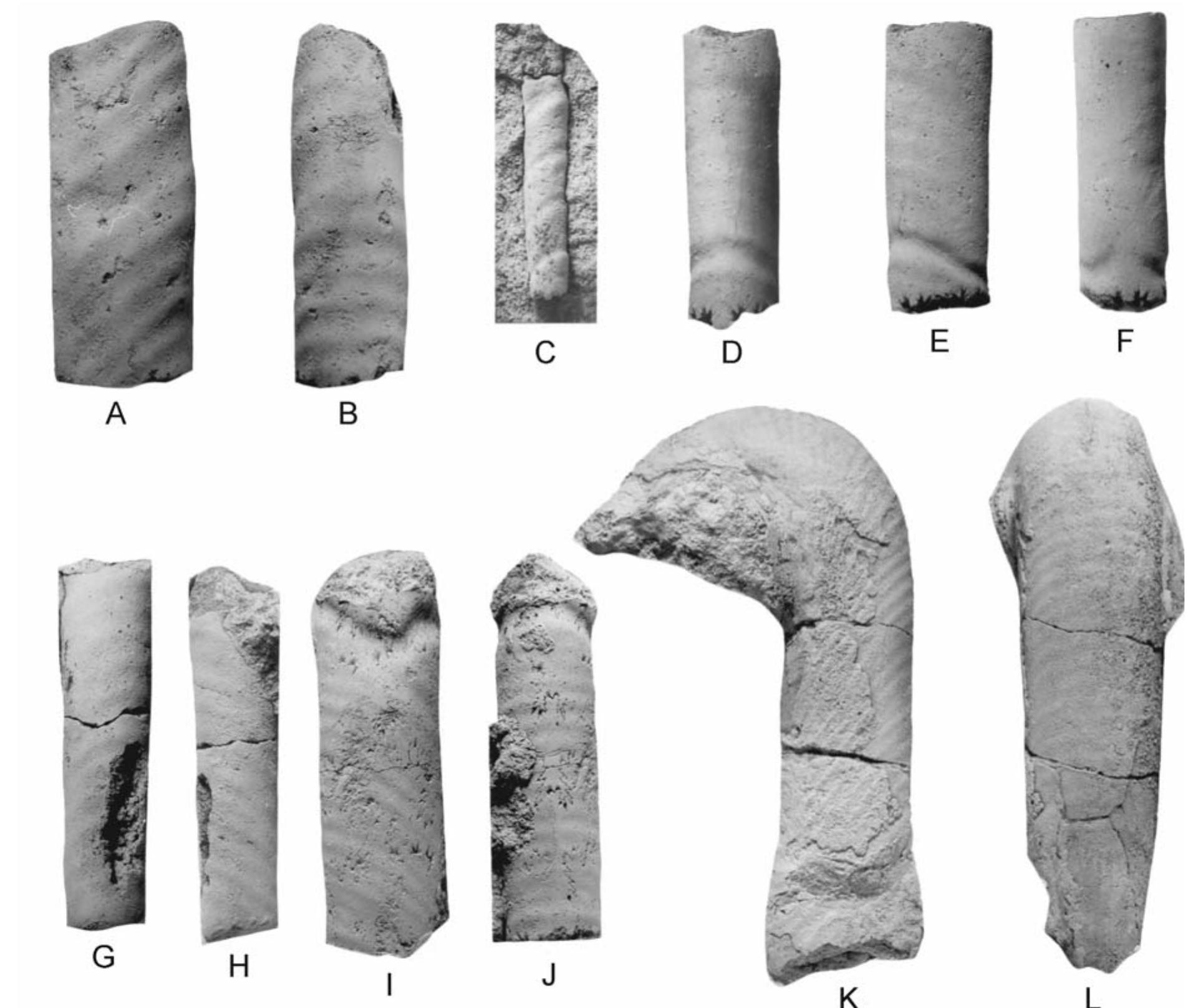 Pdf Lower And Middle Cenomanian Ammonites From The Morondava Basin