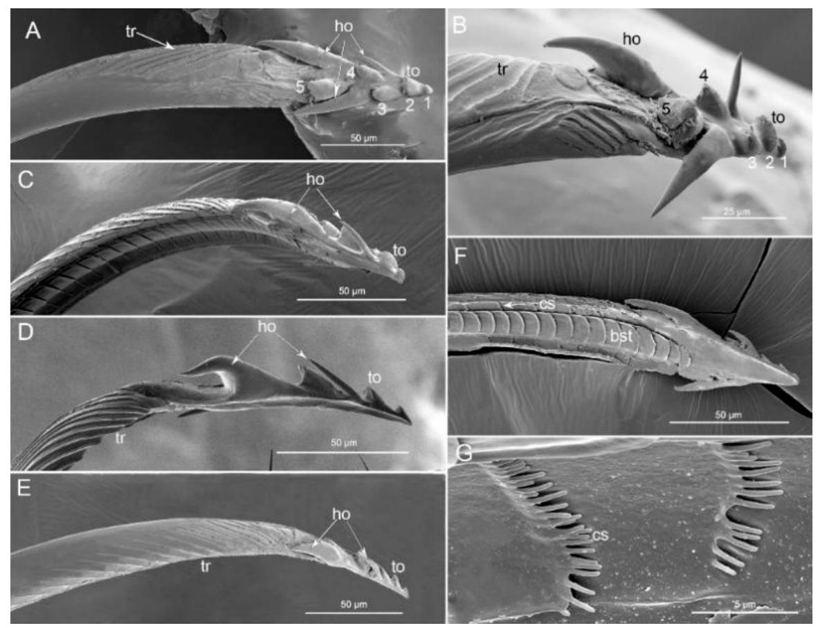 Sem images of mandibular stylets of three species. (a)