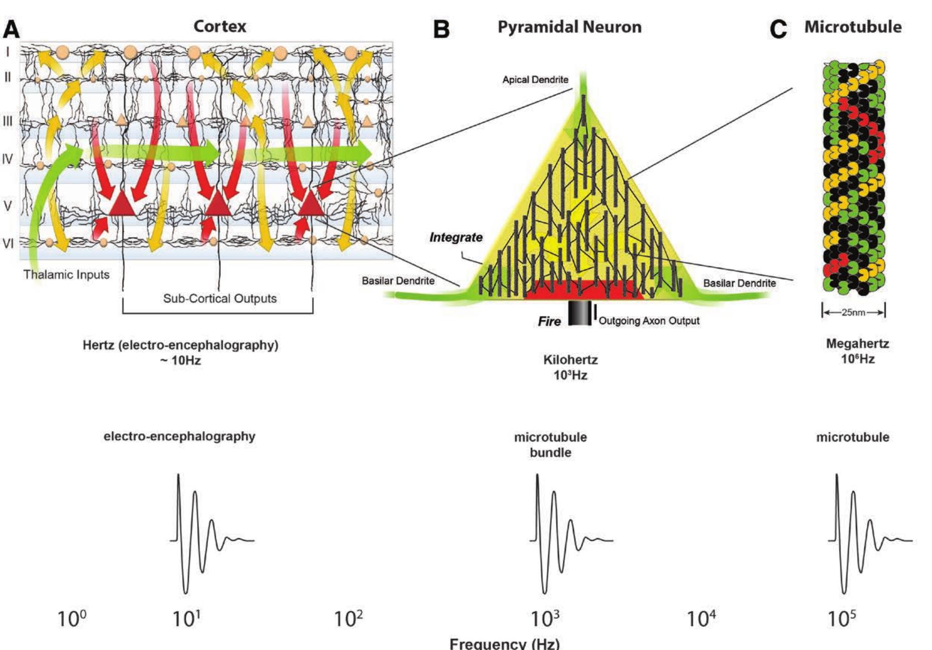 Top three levels in a six-level recursive brain hierarchy.