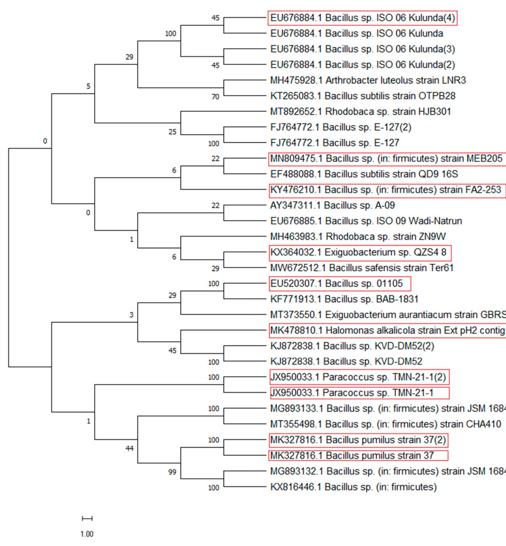 A phylogenetic tree of pha-producing bacteria isolated from