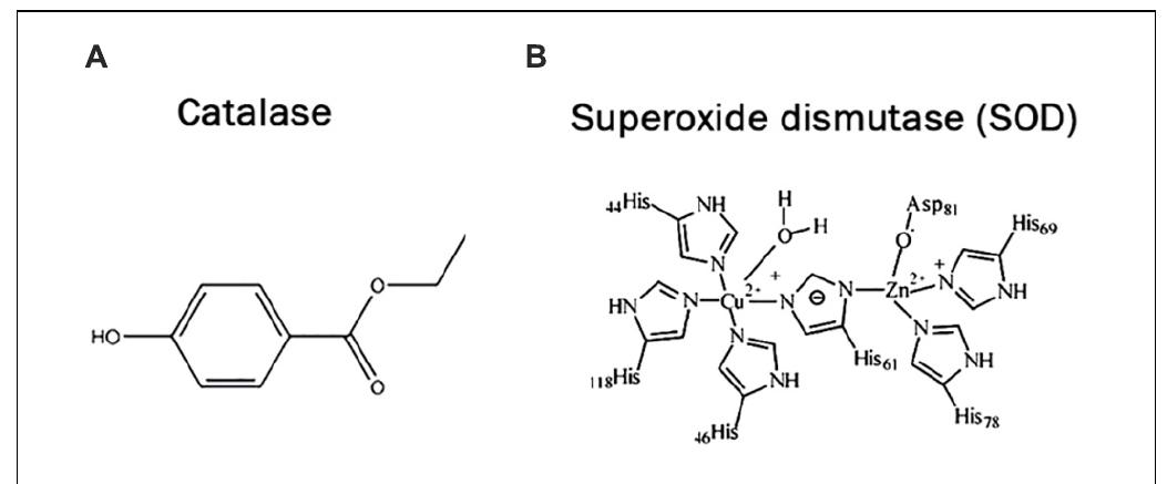 | structural classification of catalase (a) and superoxide
