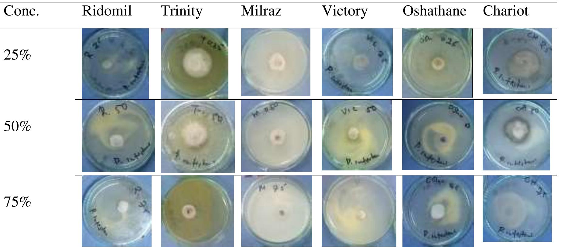 Figure 4. selected images of mycelia inhibition (late blight