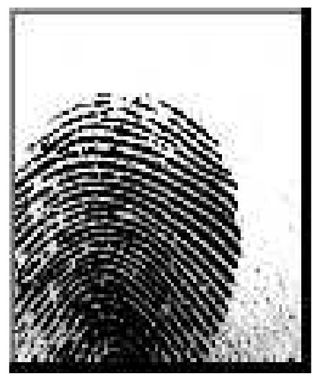 Female gender fingerprint figure 5: male gender fingerprint