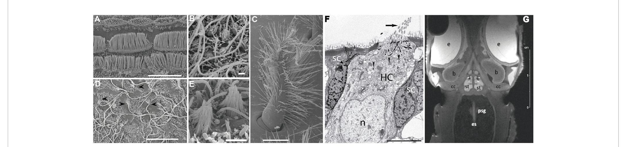 Imaging techniques. (a-e): scanning electron microscopy.