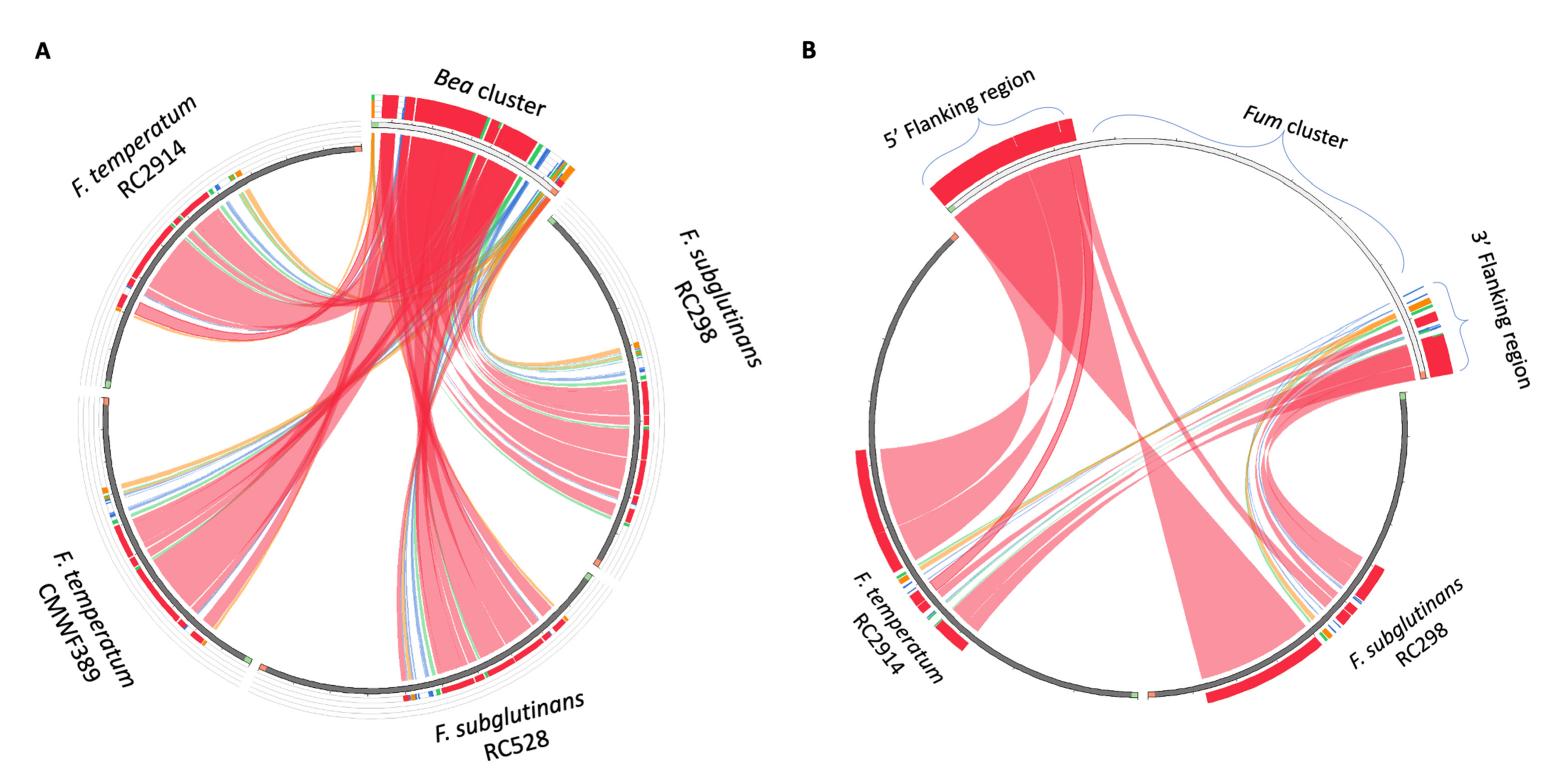 Circos plots showing the synteny across bea (left) and fum