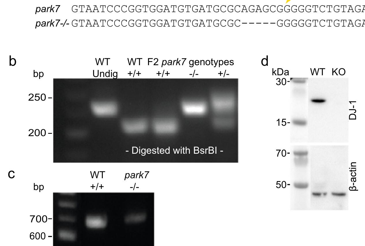 Analysis of f2 generation using dna extracted from the