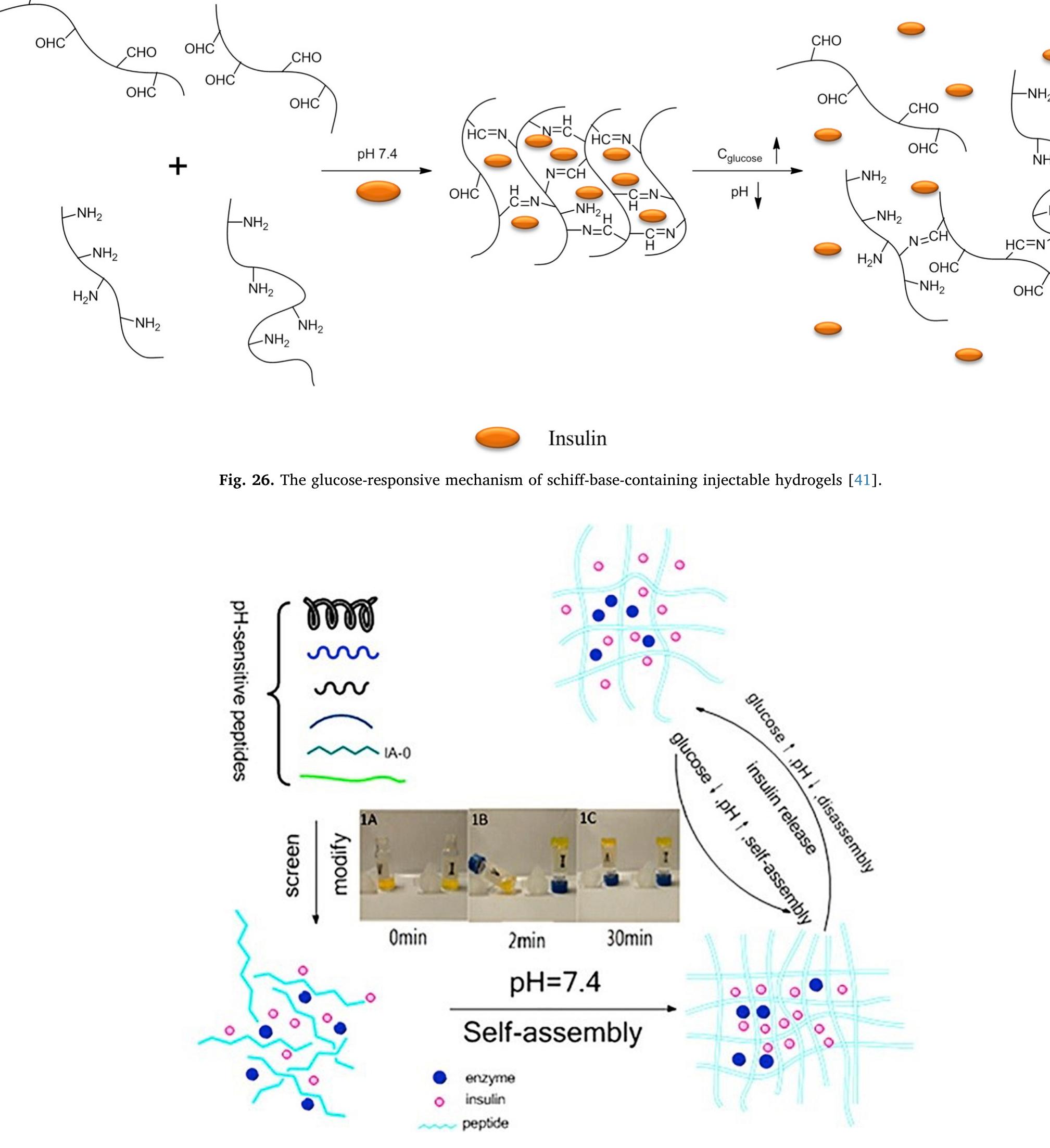 The gelation process and the glucose-responsive mechanism of
