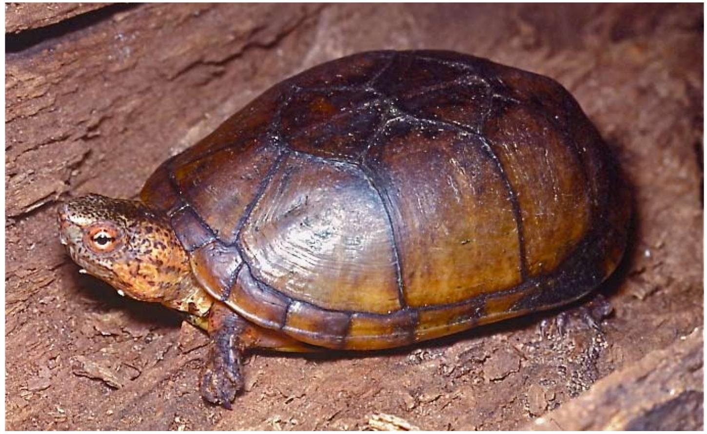 Figure 1 - from Kinosternon acutum (Gray 1831) – Tabasco Mud