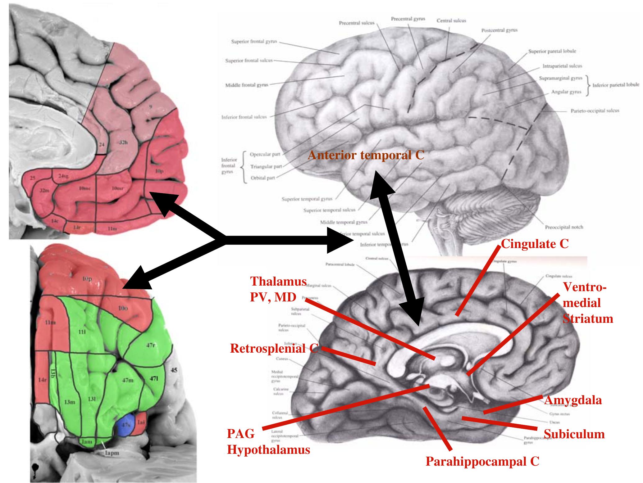Regions and anatomical projections that form the extended