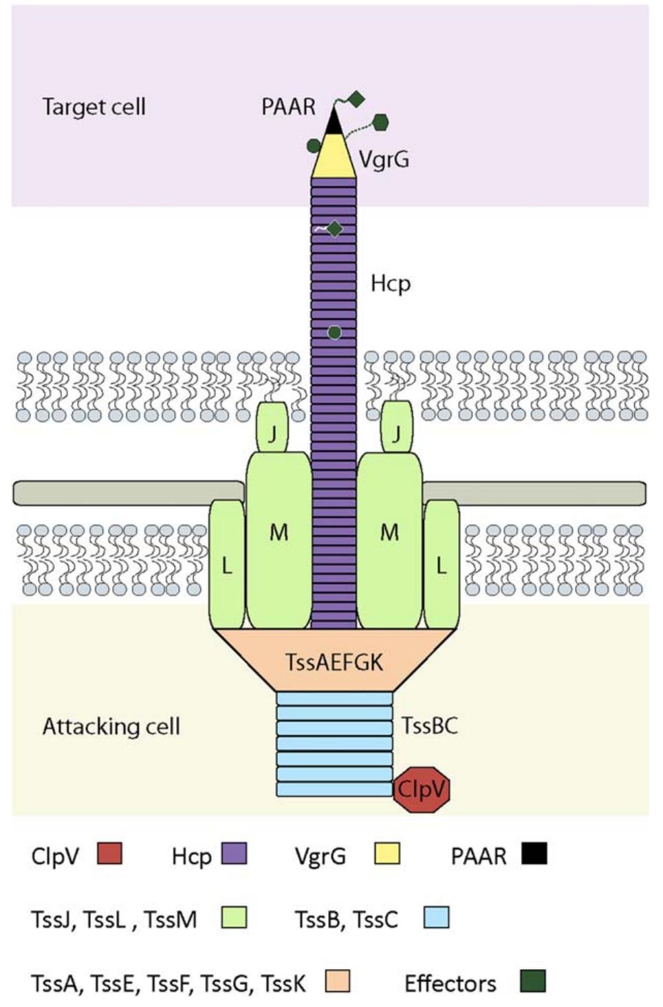 Schematic representation of the t6ss structure. baseplates
