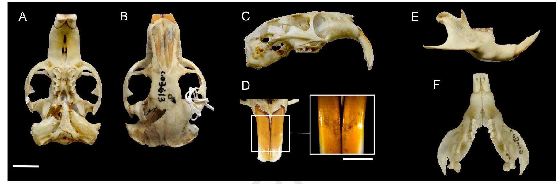 Lateral views of cranium. (d) anterior view of upper