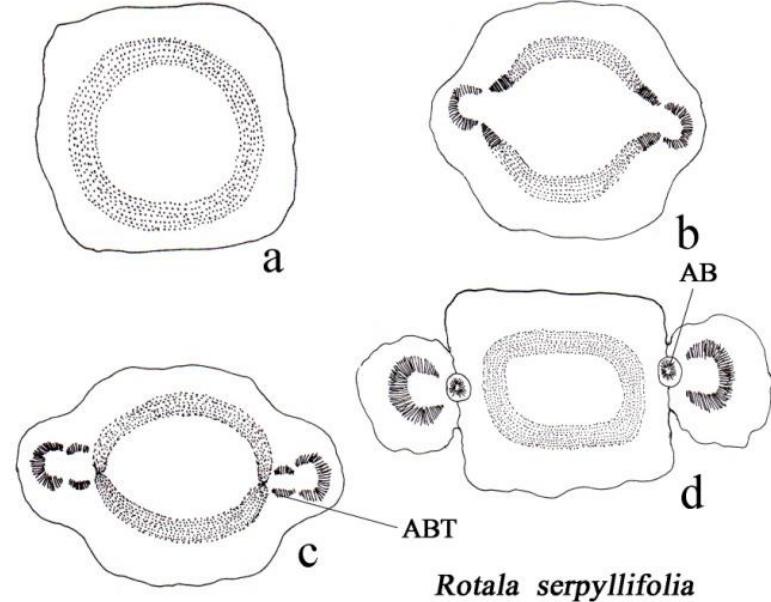A, b, c, d. nodal anatomy of r. serpyllifolia fig.7 a, b, c,