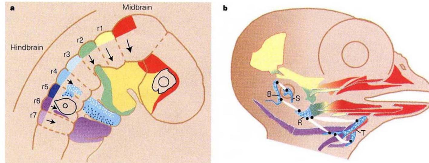 Neural-crest cells originate along the edges of the