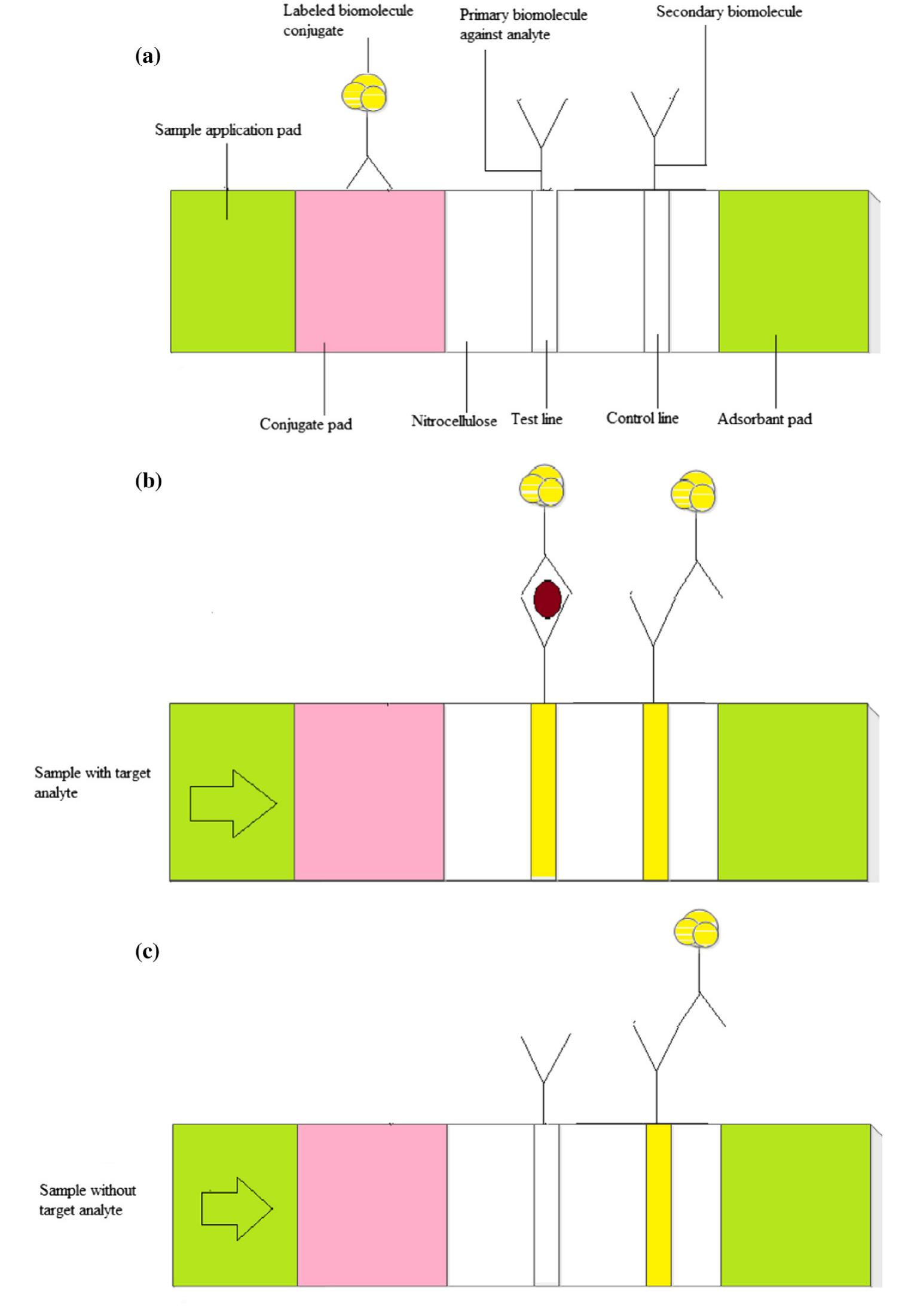 Schematic of sandwich format of lfa (a) labeled lateral flow