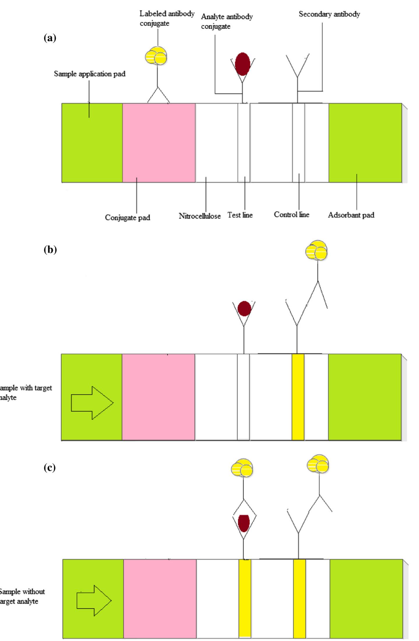 Schematic of competitive format of lfa (a) labeled lateral