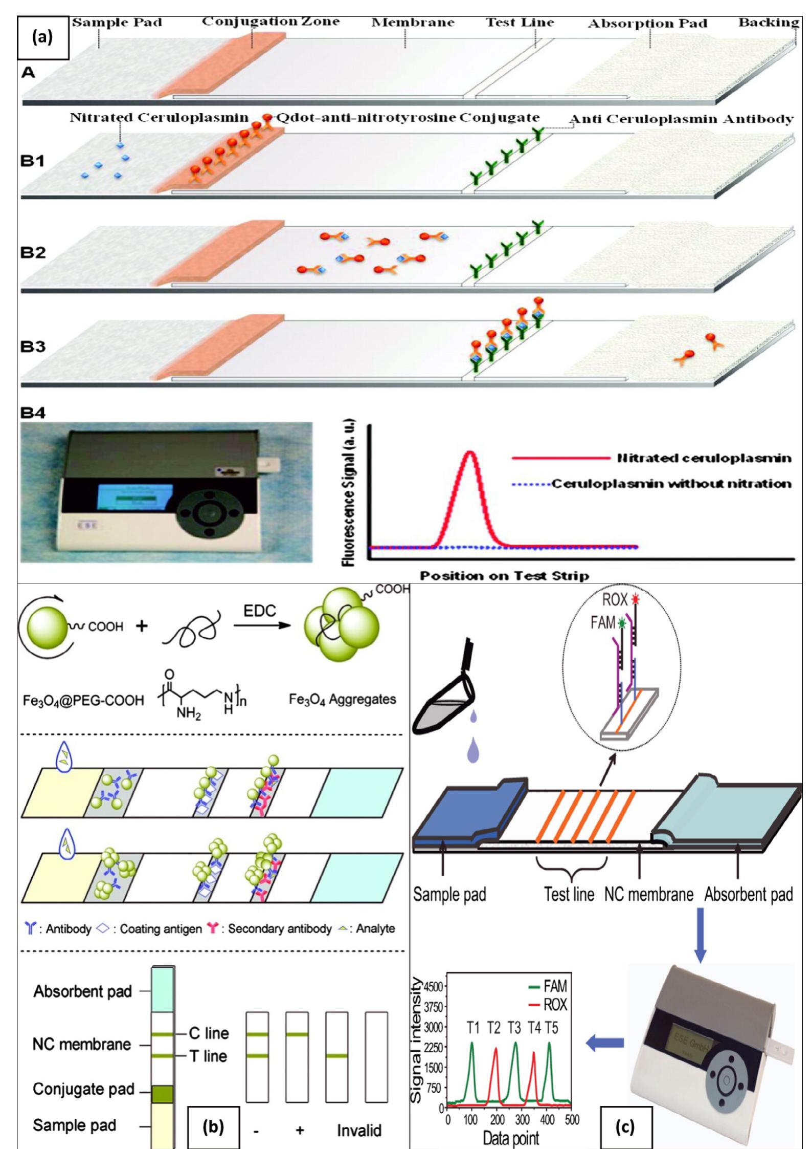(a) step wise description of sandwich format of lfa for