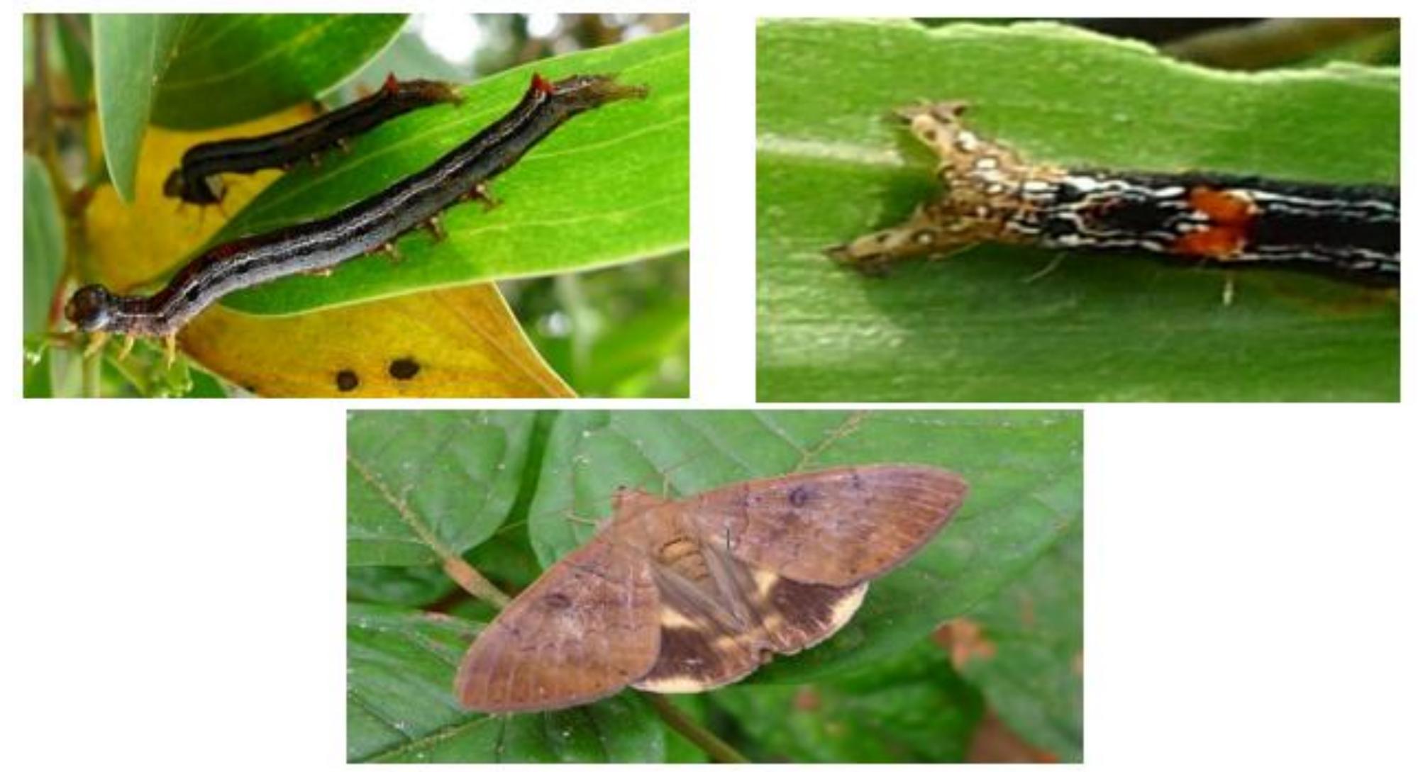 Larva and imago of achaea catocaloides © konda ku mbuta the