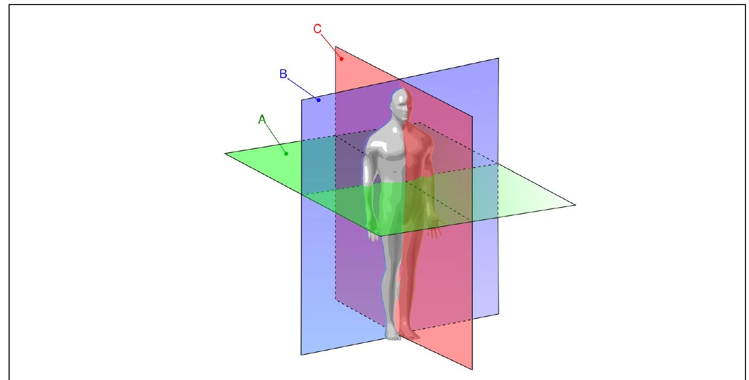 1: anatomical reference plans. axial plan (a), coronal plan