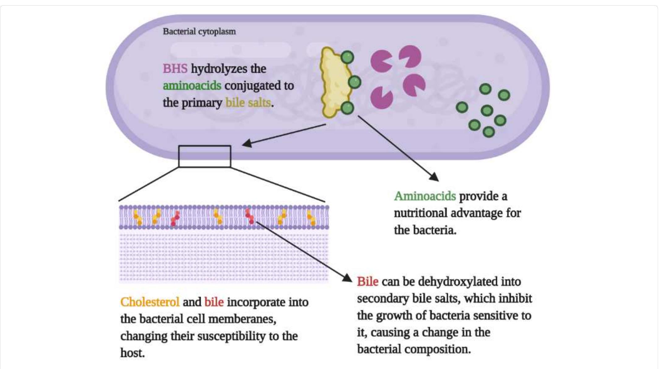 Roles of bsh on bacterial survival and changes in bacterial