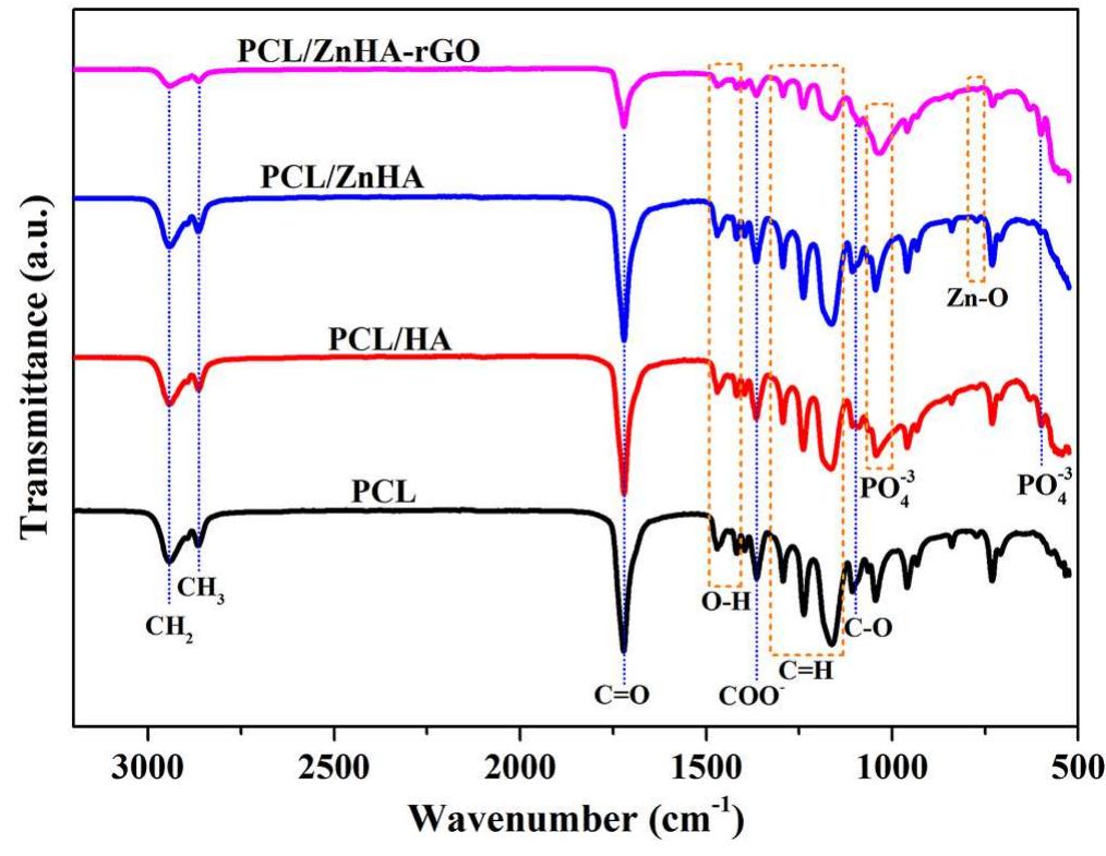 The atr-ftir spectra of pcl and pcl nanocomposite scaffolds.