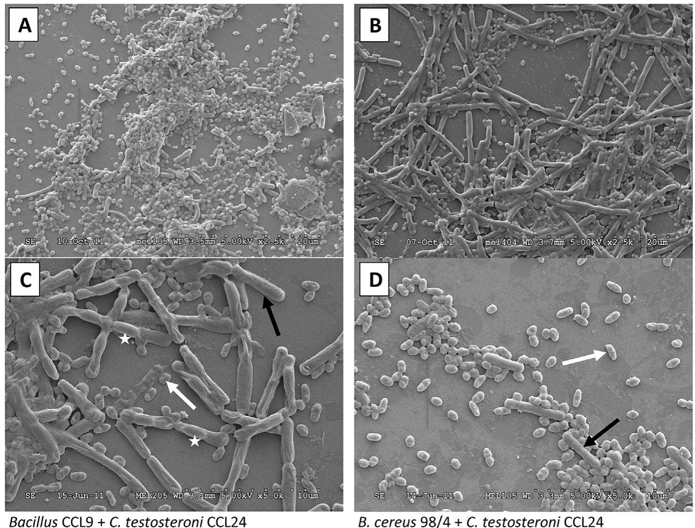 Scanning electron microscopy images of mixed biofilms with