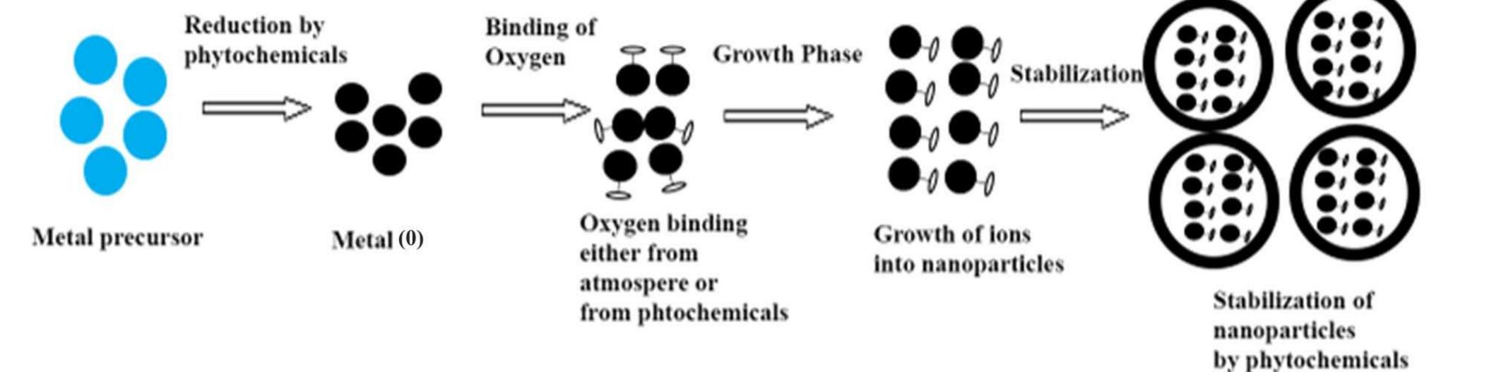Mechanism of biogenic synthesis of cuo nps. ——— ee ee eee ee