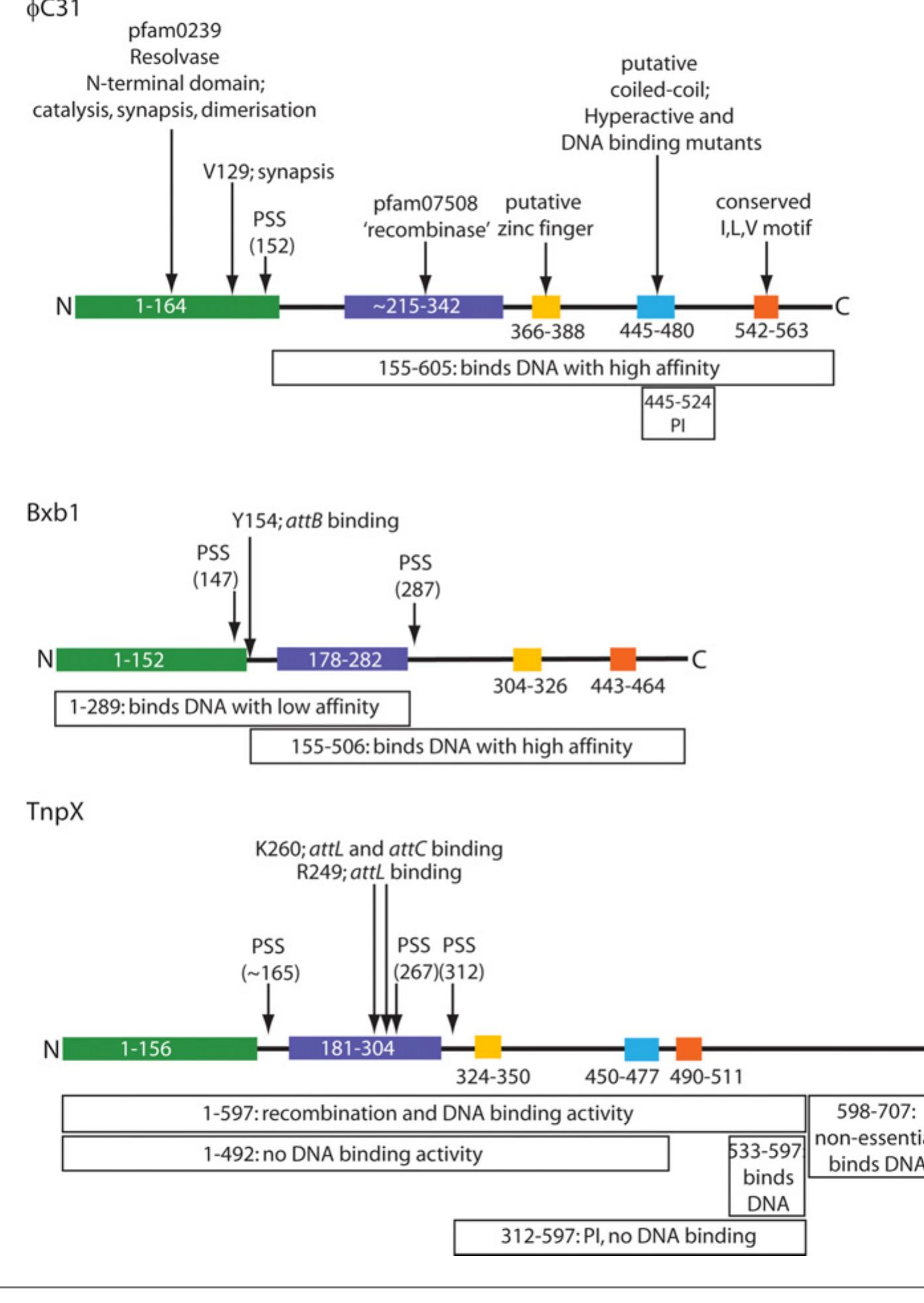The horizontal black line is a linear representation of the