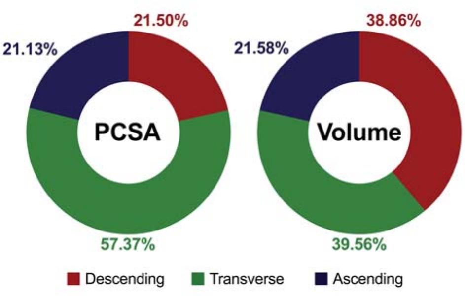 Infant trapezius: proportional physiological cross-sectional