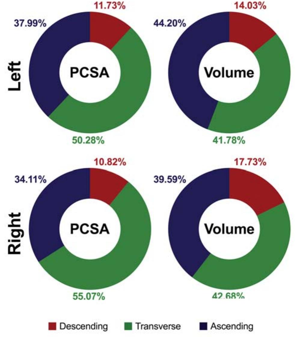 Adult trapezius: proportional physiological cross-sectiona