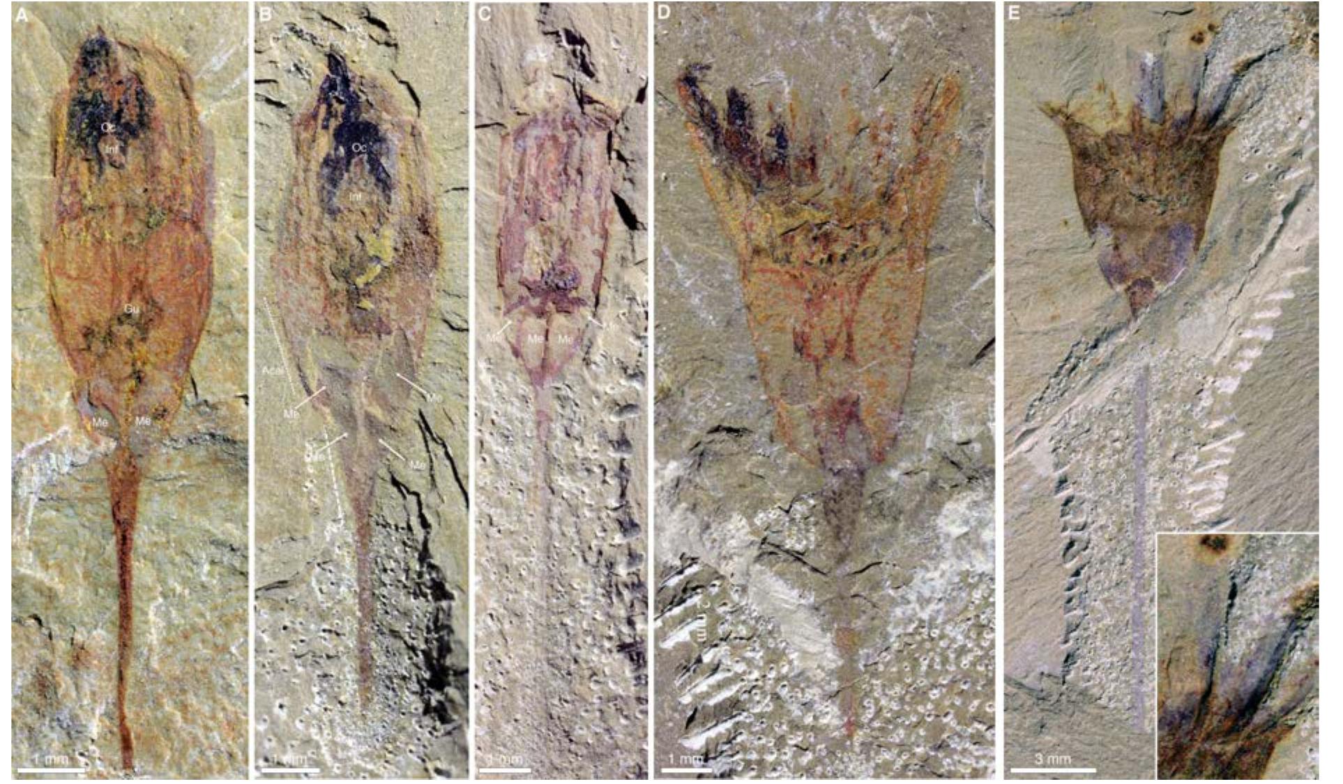 S5 specimens and soft parts of dinomischus venustus. related