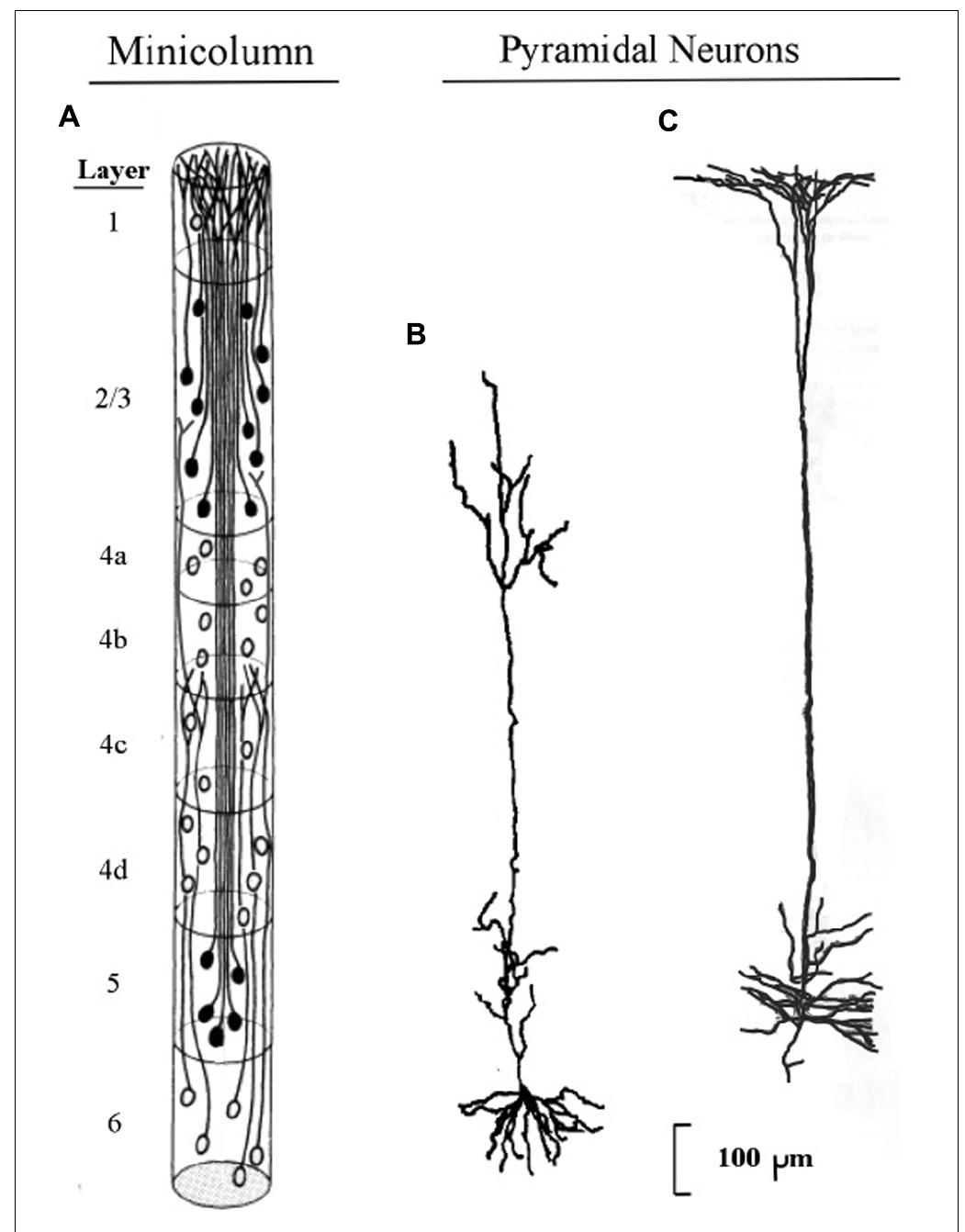 | pyramidal neurons with long apical dendrites from layers 5