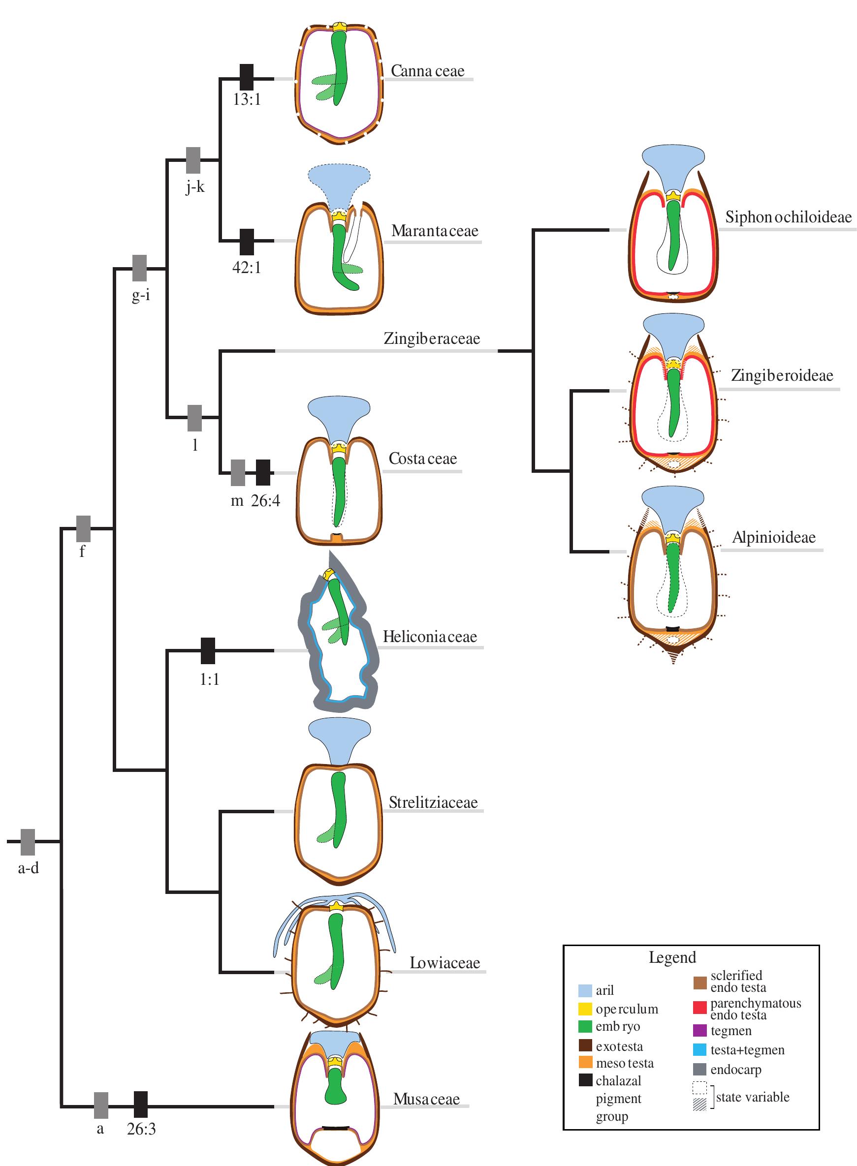 Zingiberales phylogeny based on sass et al. (2016)